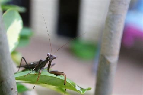 Premium Photo Close Up Of Mantis On Leaf