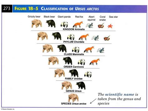 Ppt Taxonomy Naming And Grouping Powerpoint Presentation Free Ppt Taxonomy Naming And Grouping Powerpoint Presentation Free
