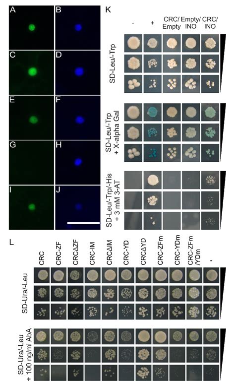 Figure 1 From Crabs Claw Acts As A Bifunctional Transcription Factor In