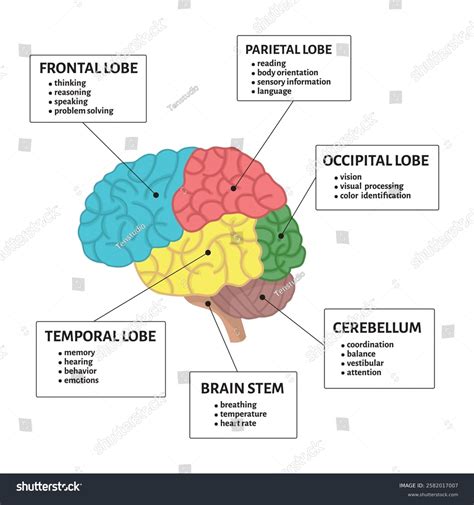 Diagram Functions Brain Sections Organ Part Stock Vector (Royalty Free ...
