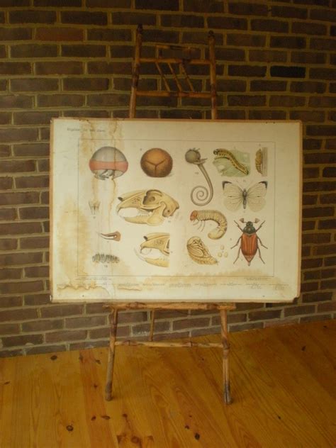 All About Vignettes Hot To Shop Vintage Pull Down Educational Maps