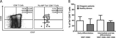 Expression Of CD27 And CD28 In Flu MP Peptide Specific CD8 T Cells Download Scientific