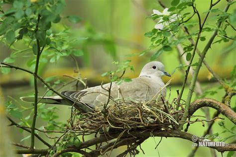 Streptopelia Decaocto Pictures Collared Dove Images Nature Wildlife Photos Naturephoto