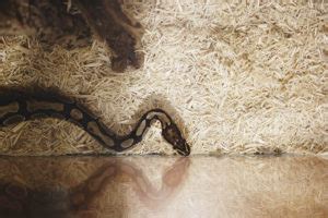 Can I Tell My Ball Python S Sex Without Popping Or Probing My Pet Python
