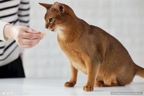 猫 摄影图 家禽家畜 生物世界 摄影图库 昵图网