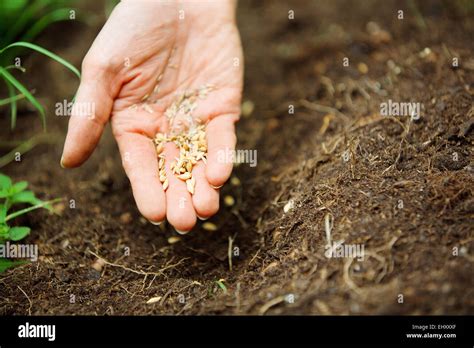 Womans Hand Planting Seeds Hi Res Stock Photography And Images Alamy
