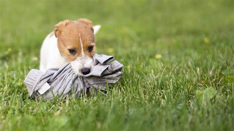 Dog Eating Your Underwear Heres Why A Z Animals