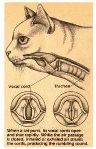 Understanding Cat Purrs Why They Purr And What It Means