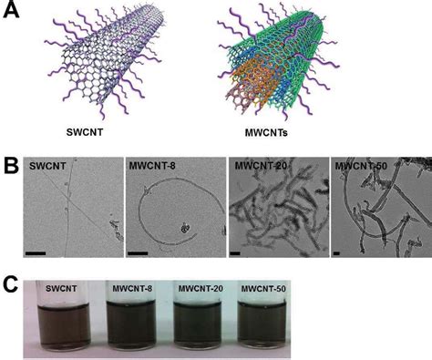 Figure 1 From The Genotype Dependent Influence Of Functionalized Multiwalled Carbon Nanotubes On