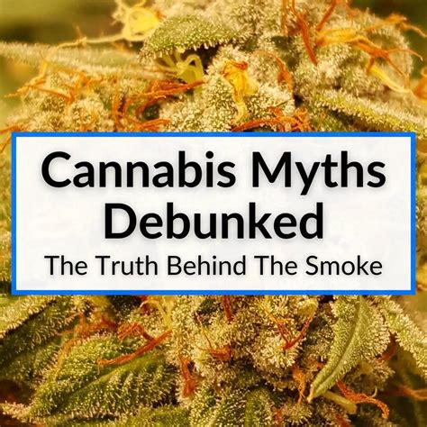 10 Cannabis Myths Debunked The Truth Behind The Smoke