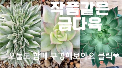 6월28일 대애애애품 안동먼디 멋깔나는 꽃눈마리아 오늘도 여러 다육이들 구경구경 오세여~ 날씨가 더운데 오늘도 화이팅 농사다육이다육농사다육농장금다육원다육