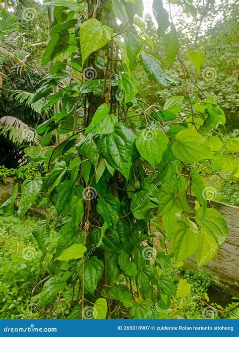 Betel Leaf Stock Image Image Of Sireh Leaf Bido Betel 265010907