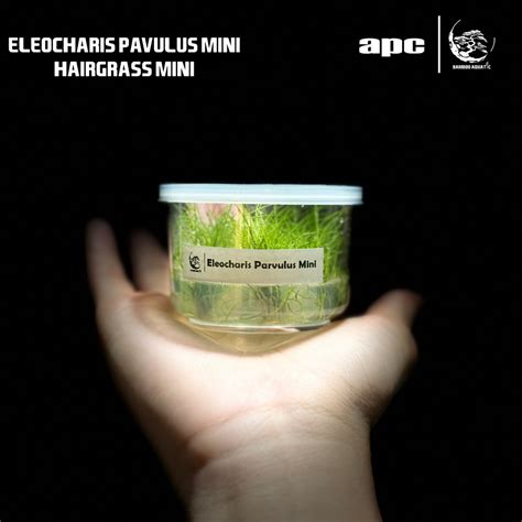 [ Apc ] ไม้เนื้อเยื่อ Eleocharis Parvulus Mini แฮร์กราสมินิ Shopee Thailand