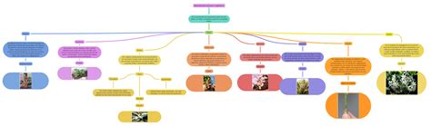 Reproducción Asexual O Vegetativa Es La Producción De Una Planta A Partir