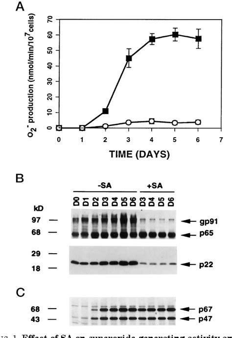 Figure 1 From Biosynthesis Of The Phagocyte Nadph Oxidase Cytochrome B 558 Role Of Heme