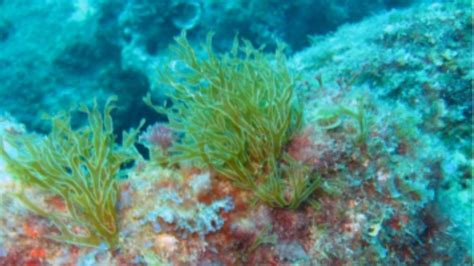 México Aseguran Que El Gasoducto Puerta Al Sureste No Dañará Arrecifes