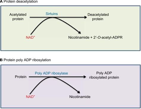 Two Enzyme Systems That Are Involved In Nad⁺ Degradation Download