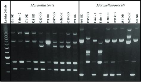 Example Of Rapd Technique Using A Single Primer Opa 03 After