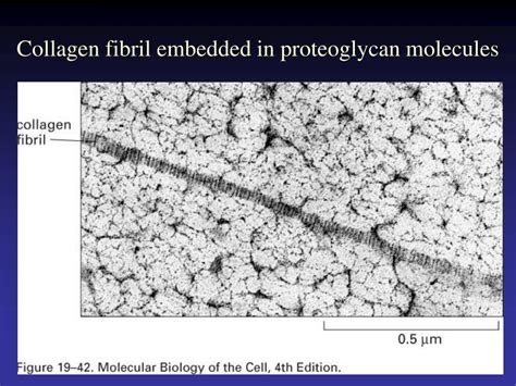 Ppt Cell Junctions And Extra Cellular Matrix Ii Powerpoint Presentation Id 318060