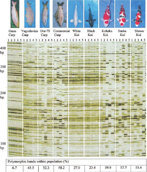 Aflp Patterns Eco Ri Aca Mse I Ctg Primer Combination And Download Scientific Diagram