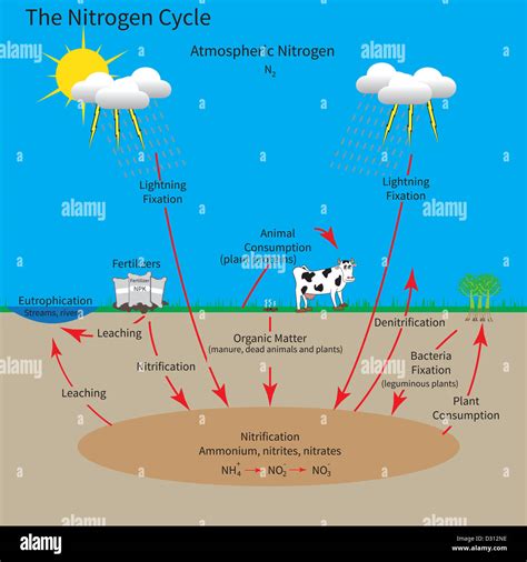 View Draw A Schematic Diagram Of Nitrogen Cycle And Explain It