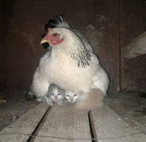 Young Pussies Under Huge Cock 9gag
