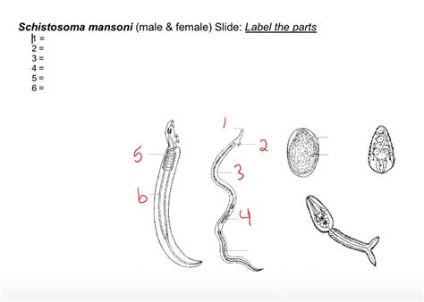 Schistosoma Labeled