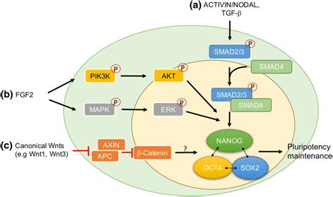 Signaling Pathways In Human Pluripotency Maintenance In Hpscs A Download Scientific Diagram