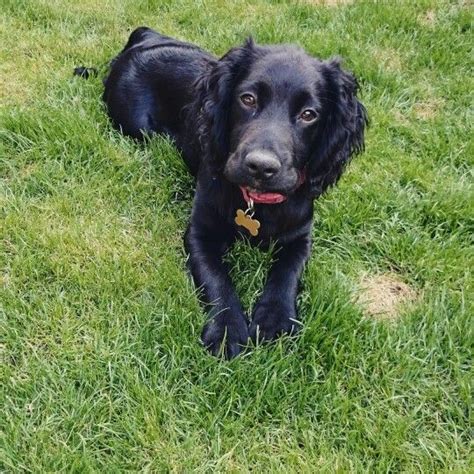 Baxter The Cocker Spaniel X Labrador 21 Weeks Cockador Cockerdor