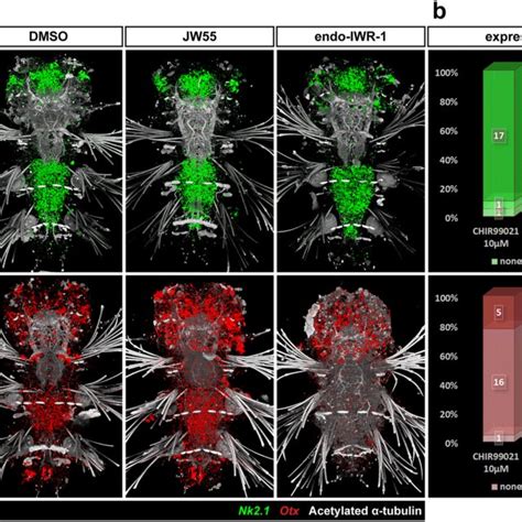 Expression Of Endodermal Marker Genes A Fluorescent In Situ
