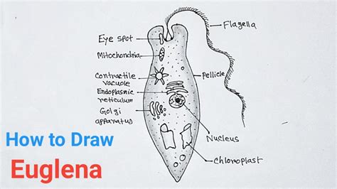 How To Draw Euglena Diagram Easily Euglena Drawing Easy With Label