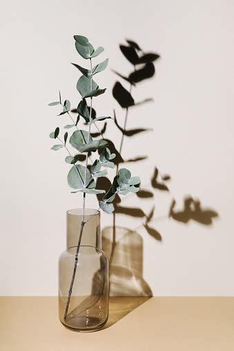 태양빛과 트렌디한 그림자가 있는 파스텔 중립 베이지 색 배경의 꽃병에 있는 유칼립투스 가지 현대적인 인테리어 디자인 컨셉 0명에 대한 스톡 사진 및 기타 이미지 Istock