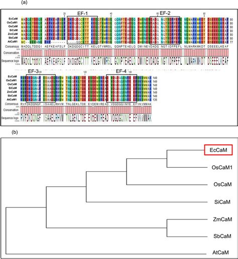 Sequence Alignment Phylogenetic Tree And Motif Analysis Of EcCaM Download Scientific Diagram