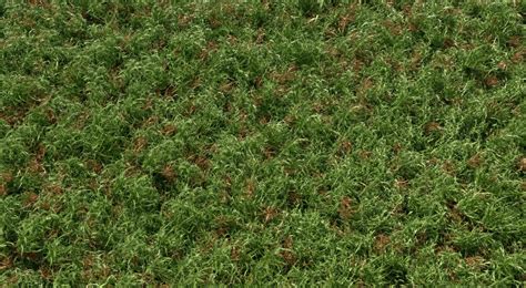 Realistic Grass Test Render Blender Tests Blender Artists Community