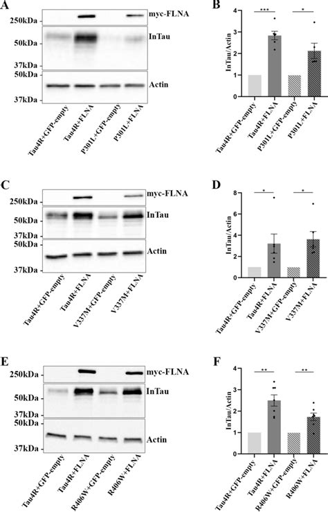 Intracellular Accumulation Of Tau Mutants Upon Flna Overexpression N2a