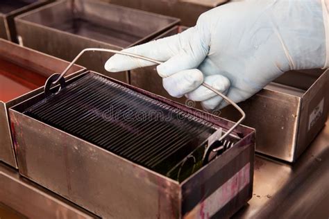 Scientist Staining Microscope Slides For Cytology Studies In The