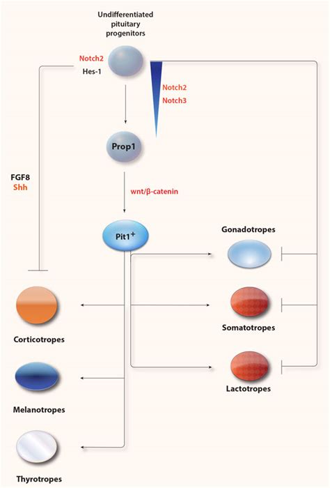 Hormones.gr