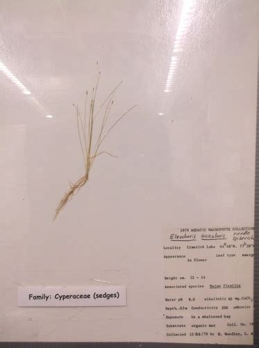 Wetland Sedges Flashcards Quizlet