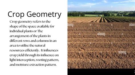 Plant Density And Crop Geometry Pptx Agriculture Industries