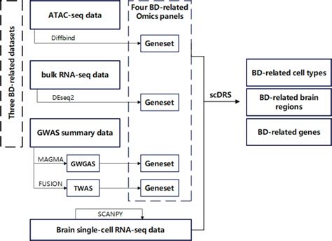 单细胞多组学分析揭示双相情感障碍的细胞 组织特异性关联 Translational Psychiatry X Mol