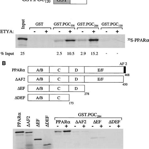 Pgc 1 Interacts With Ppar ␣ A The Gstpgc 1 Fusion Proteins Used