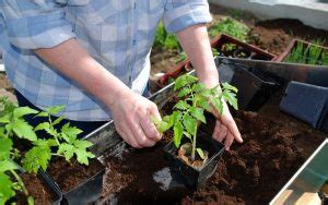 Томат "Юбилейный Тарасенко": отзывы, фото и описание сорта