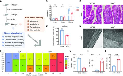 Phenotypes Found In The Rat Model Of Fd A A Schematic Diagram Of The Download Scientific