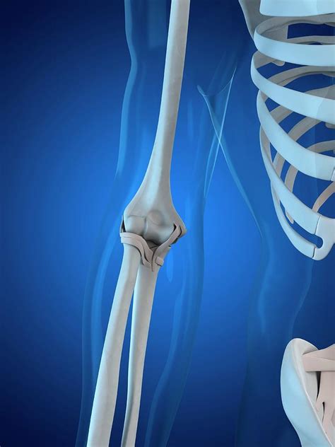 Elbow Photograph By Sciepro Science Photo Library Fine Art America