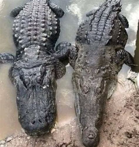 Whats The Difference Between An Alligator Left And A Crocodile