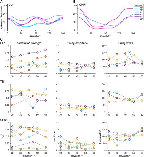 Influence Of Stimulus Elevation On Tuning Parameters Of Cl1 Tb1 And