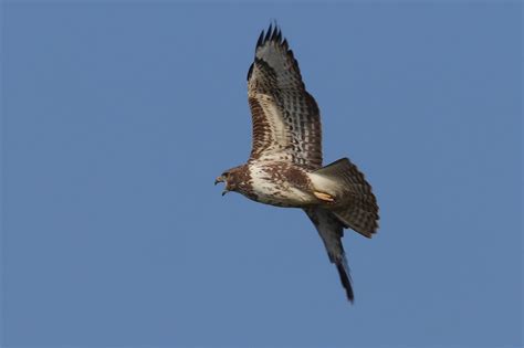 Common Buzzard Birdforum