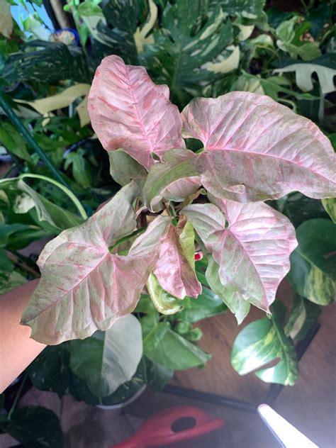 Syngonium Pink Spot Double Variegation Etsy