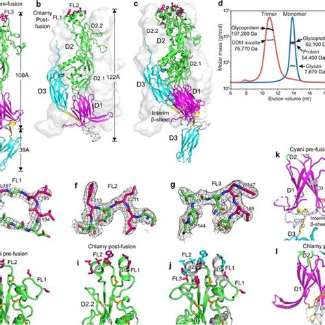structure based sequence alignment of cyani and chlamy hap2 d1 d2 and