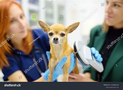 283 Canine Microchip Royalty Free Photos And Stock Images Shutterstock